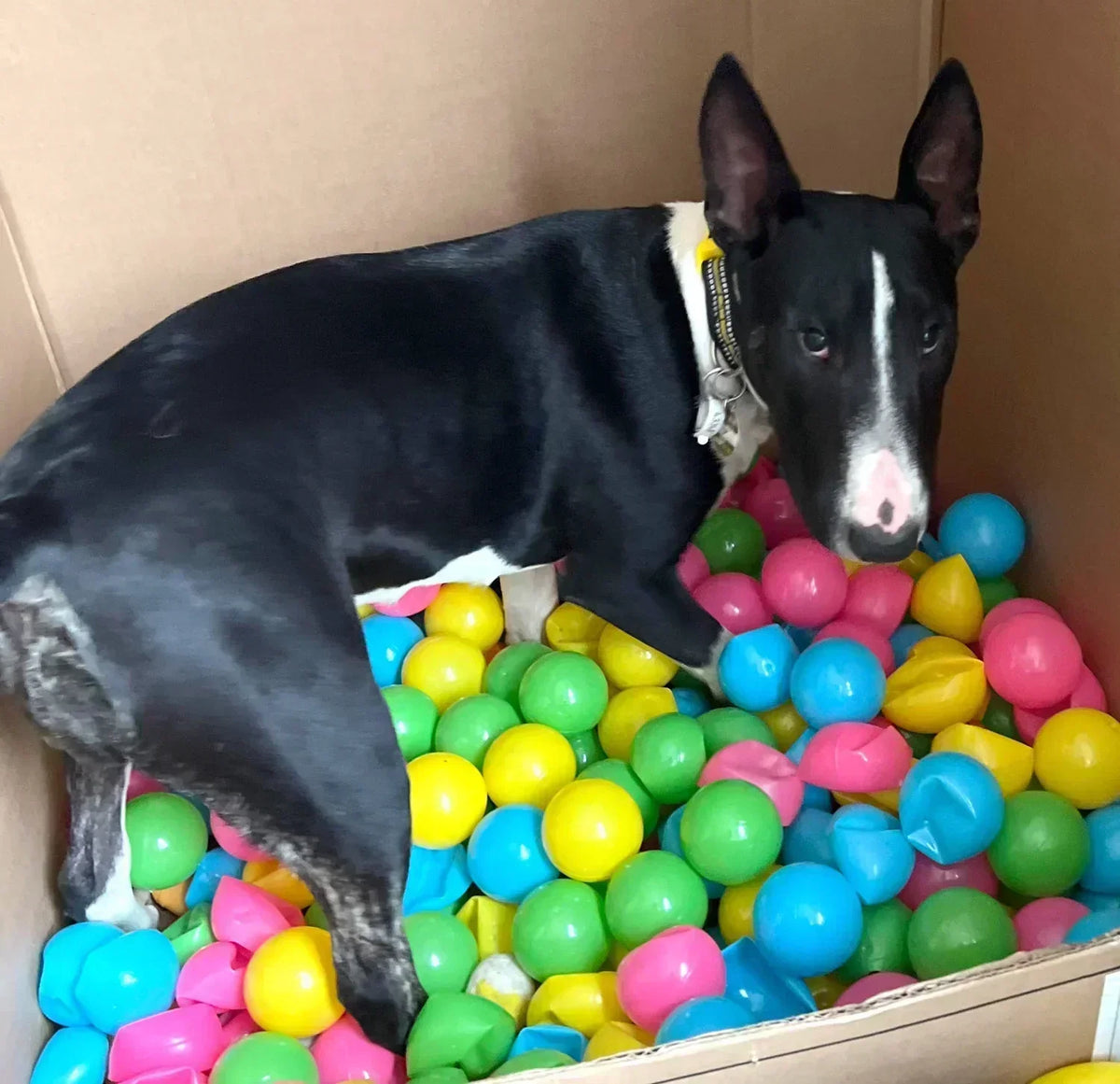 Bull Terrier Allergy & Reactivity Success Story | CanineCeuticals®